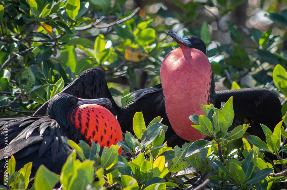 Two magnificent frigate bird with red membrane under the throat perched ...