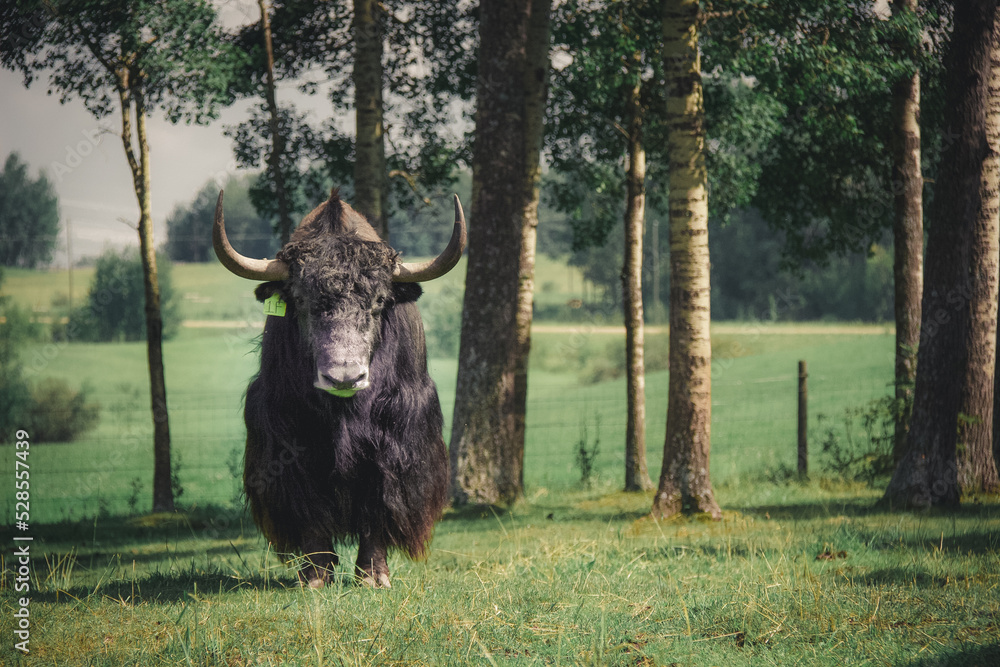 Baron the Bull Native Yak in his majestic farm settings on a beautiful ...