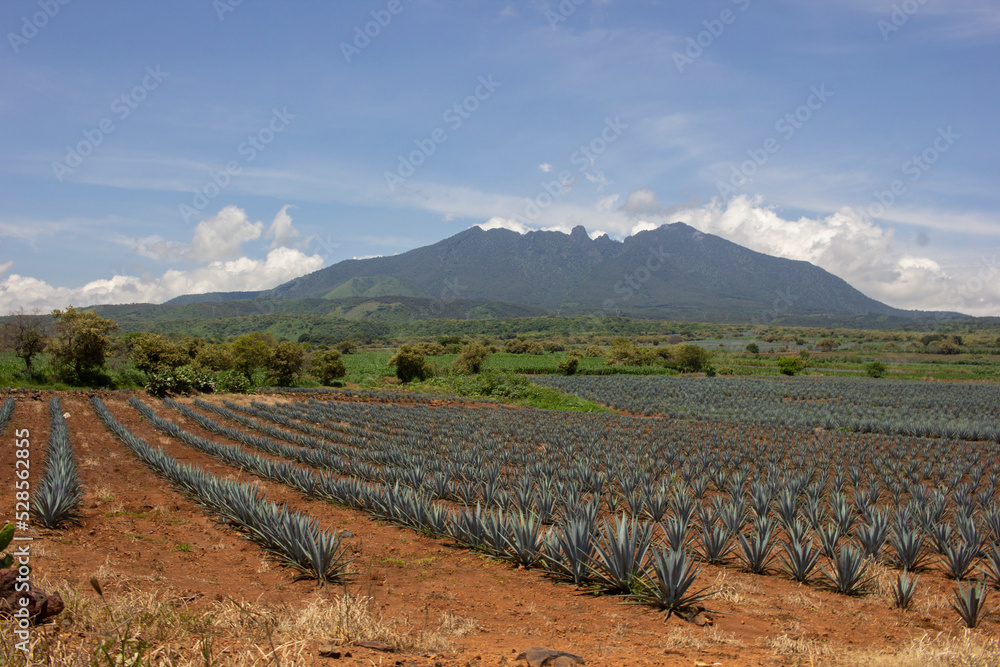 Campos de agave azul cultivos para elaboración de tequila en méxico ...