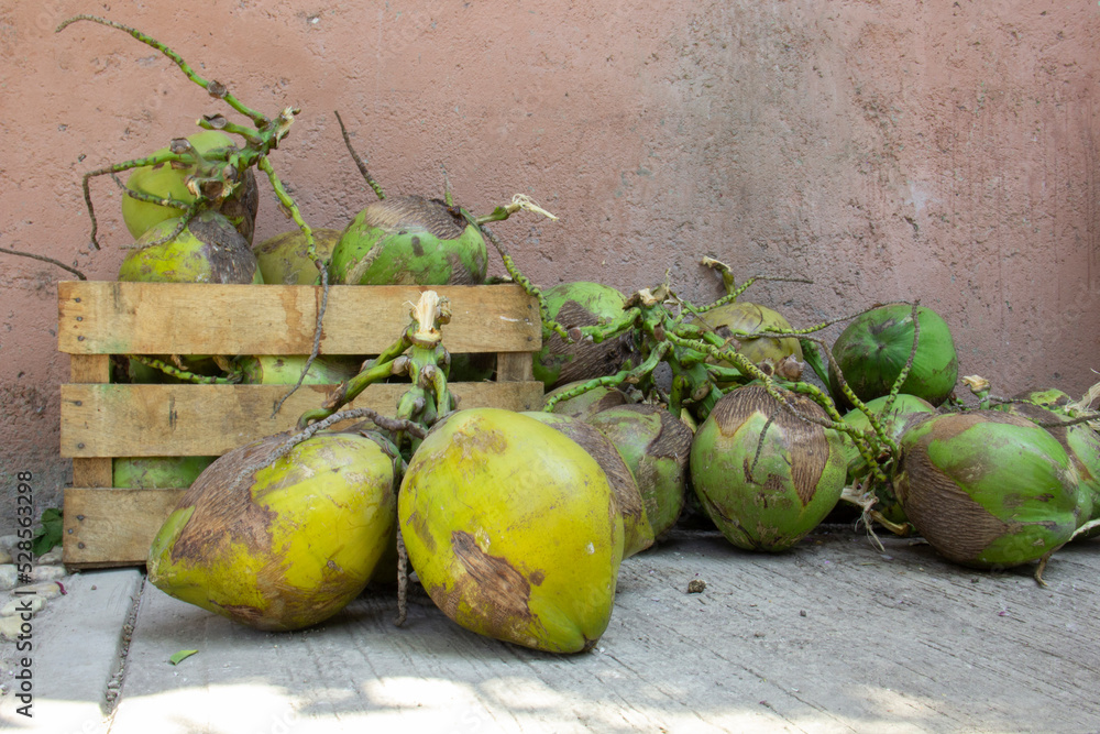 Cocos de agua naturales crudos coco puro bruto cosecha mexico Stock ...