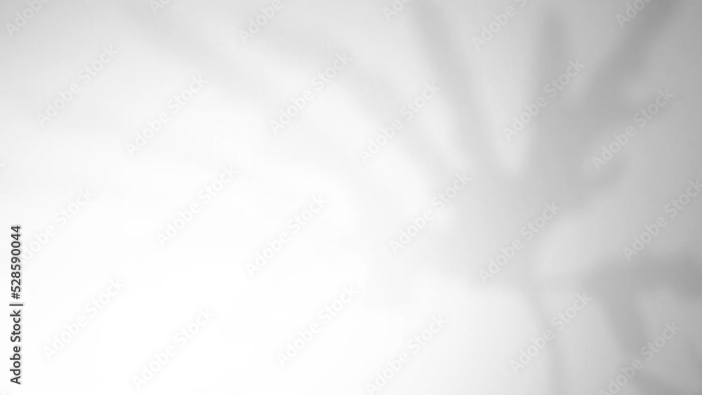 leaf shadow footage for background texture overlay. minimalist nature ...