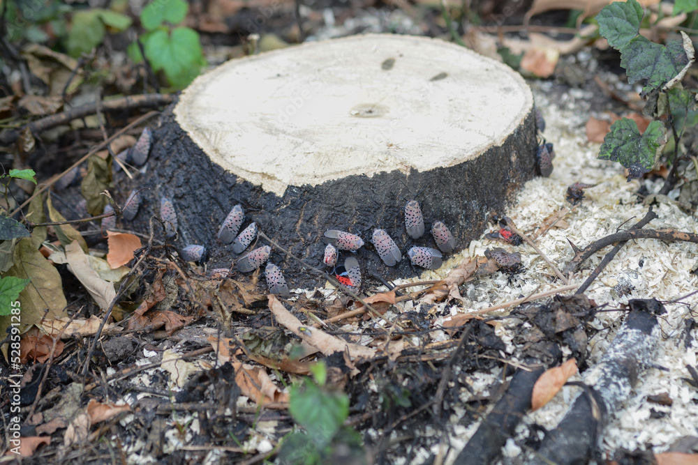Foto Stock Spotted Lanternflies swarm a tree of heaven stump in Central ...