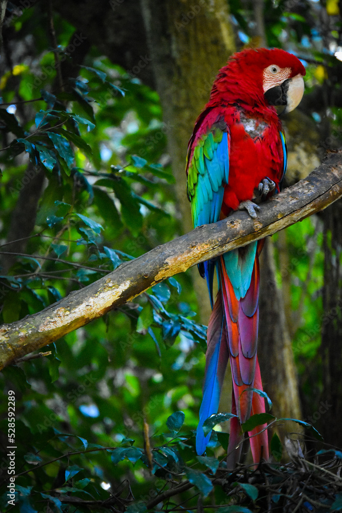 Red Macaw A macaw resplendent with all these colours on a branch. “ The ...
