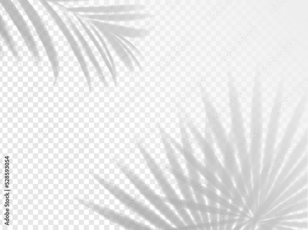 Palm leaves shadow background overlay. Vector light with realistic ...