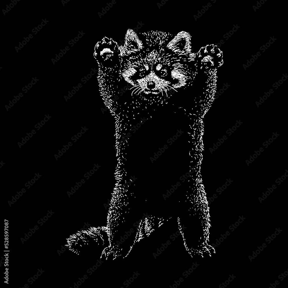Red Panda hand drawing vector illustration isolated on black background ...