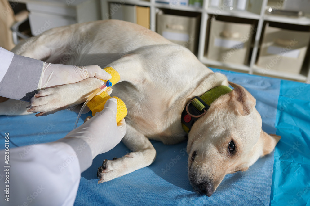 Veterinarian Fixing Intravenous Catheter Stock Photo | Adobe Stock
