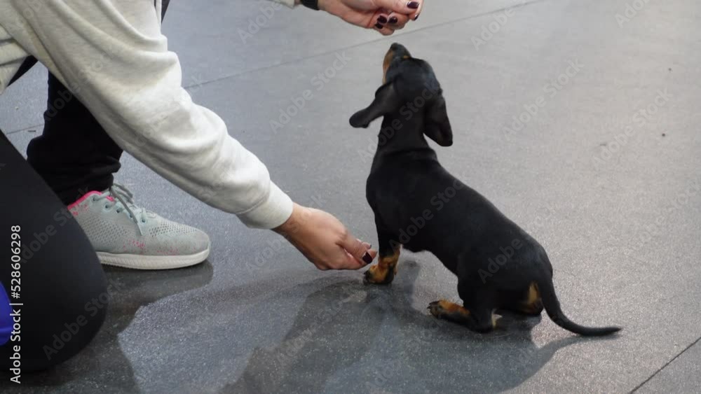 Handler teaches dachshund puppy to execute command Give a paw and ...