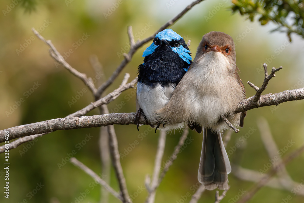 Male and female superb fairywren (Malurus cyaneus) cuddling together on ...