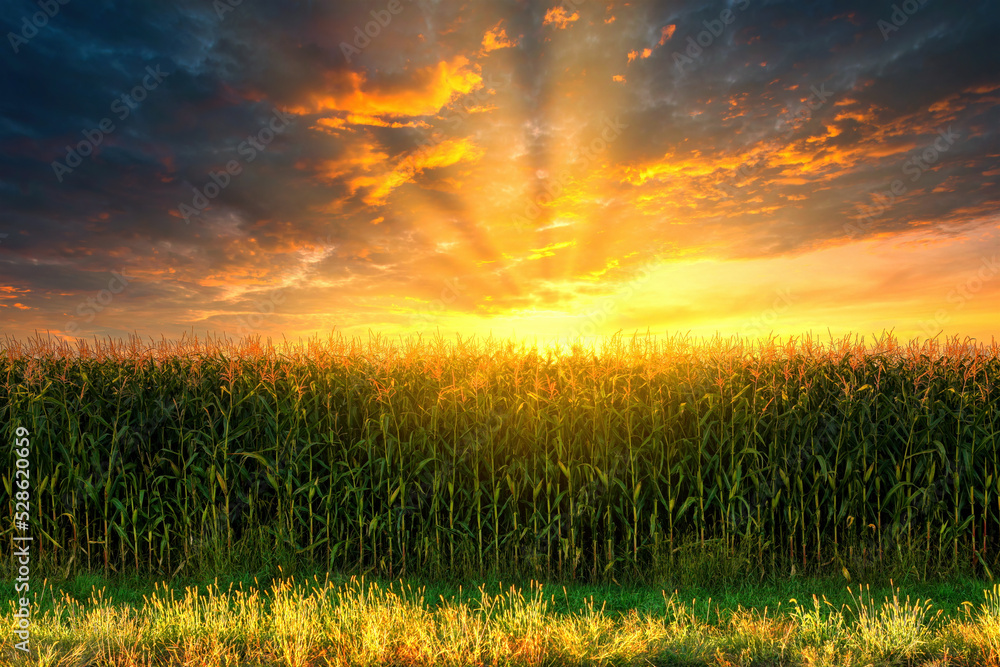 corn field sunset Panorama. agricultural plantation in the sunset ...