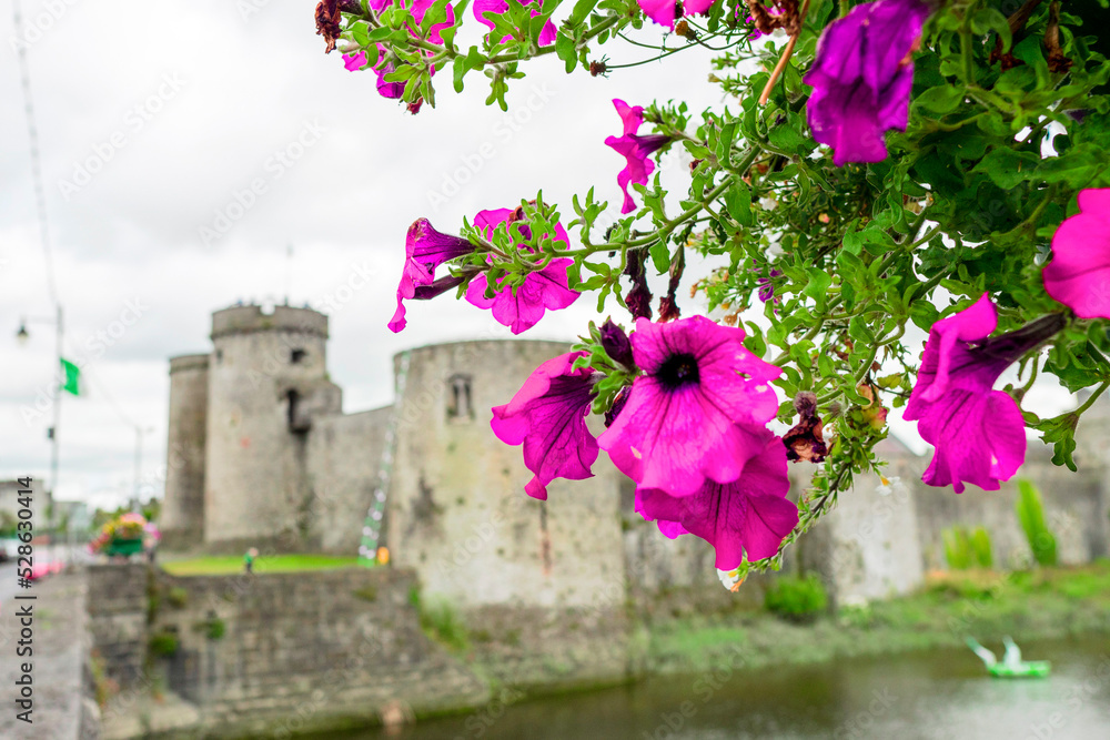 Purple colors in focus. King John castle out of focus. Limerick city ...