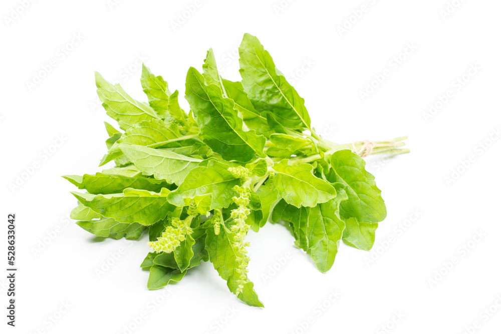 Ocimum tenuiflorum,Holy basil,tulsi or tulasi isolated on white ...