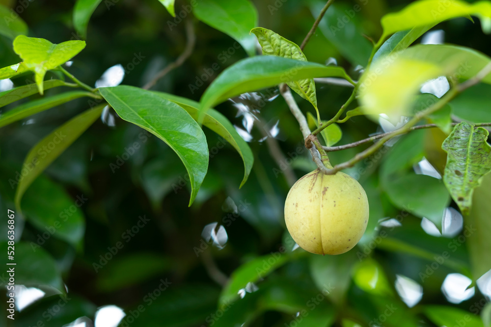 Nutmeg hanging on a nutmeg tree, Purwakarta, West Java, Indonesia ...