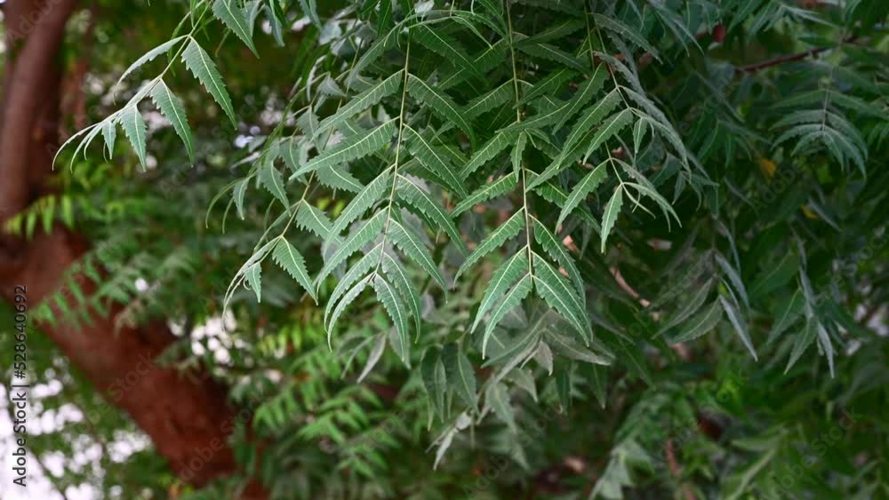 Leaves of neem tree also known as Azadirachta indica, Branches of neem ...