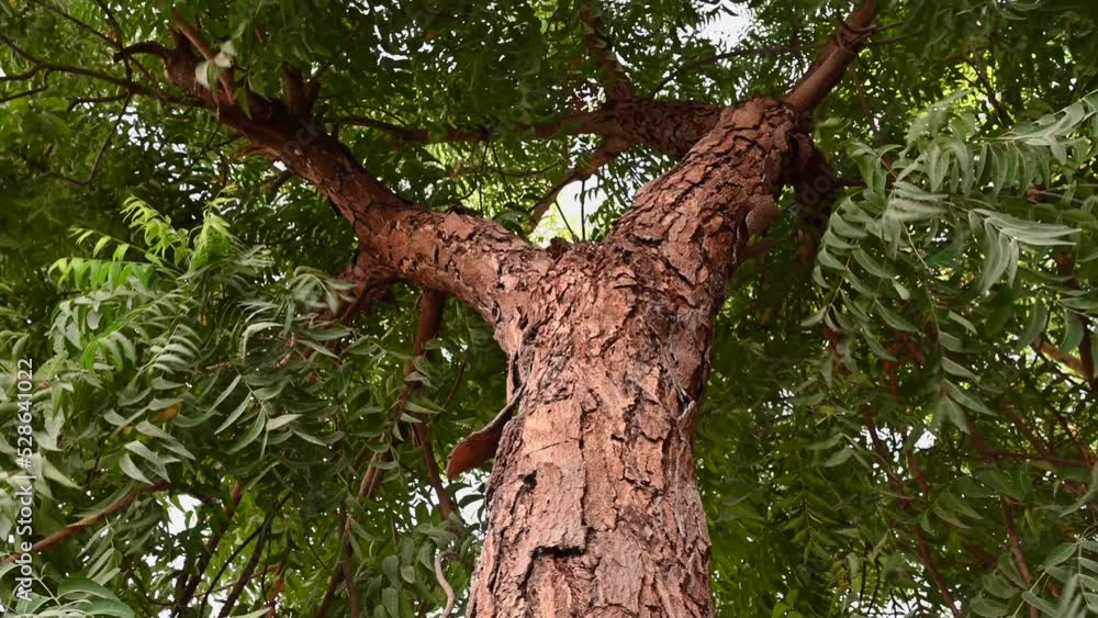 Neem tree bark, an old neem tree also known as Azadirachta indica ...
