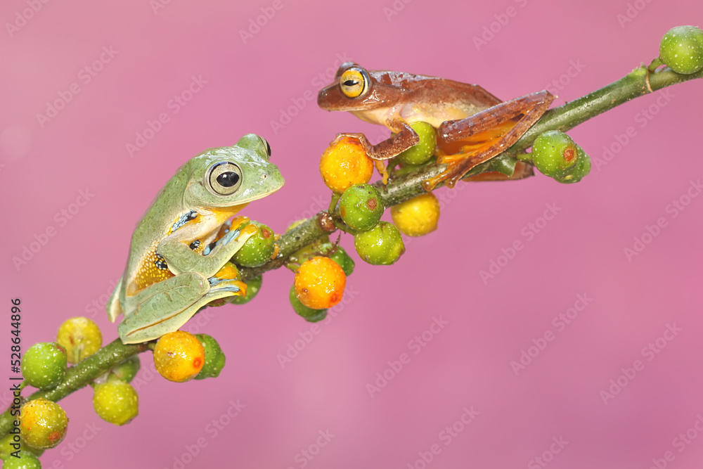 Two tree frogs are hunting for prey on the branches of wild plants that ...