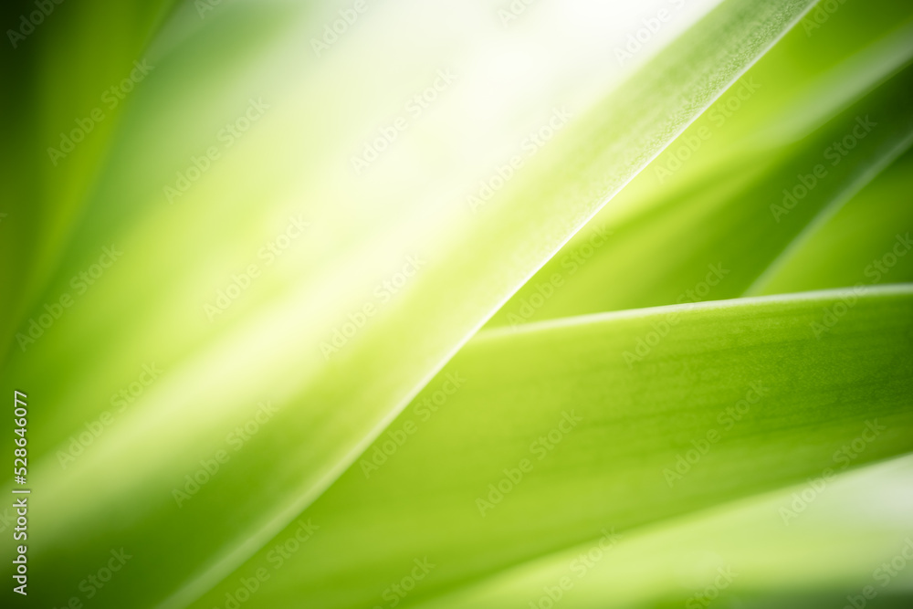Nature of green leaf in garden at summer. Natural green leaves plants ...