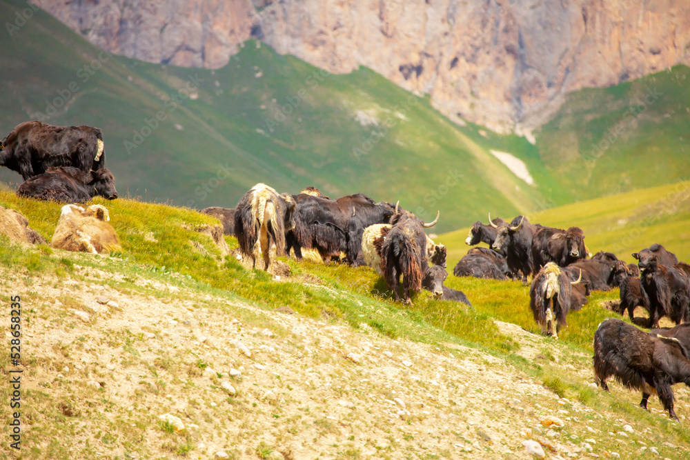 A herd of yaks graze in the mountains. Himalayan big yak in a beautiful ...