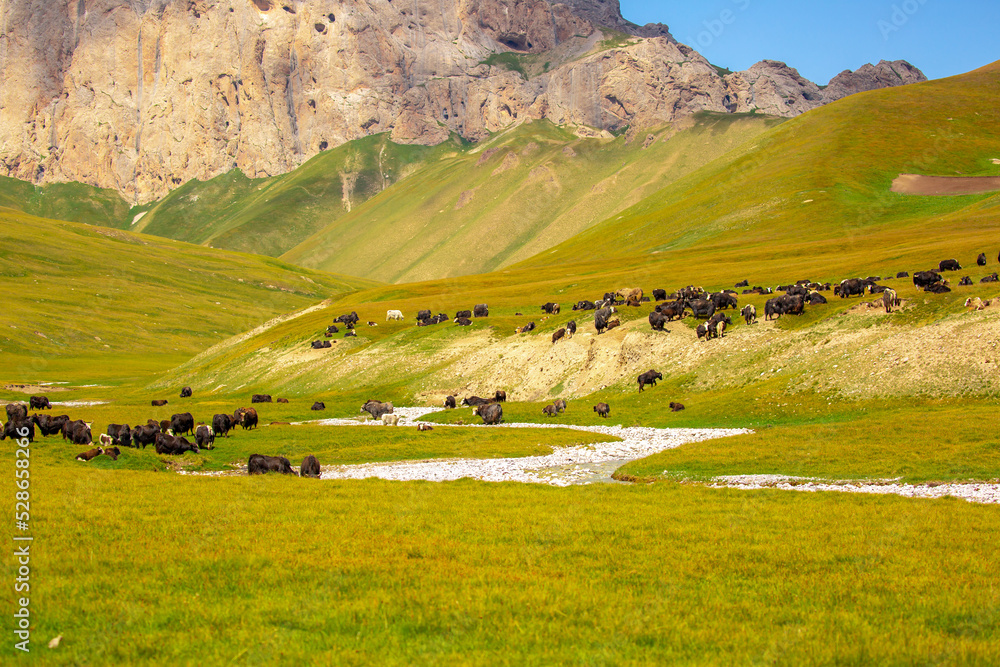 A herd of yaks graze in the mountains. Himalayan big yak in a beautiful ...