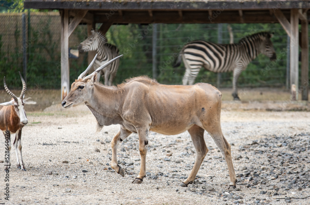 The eland, also called eland, is an antelope living in Africa. Together ...
