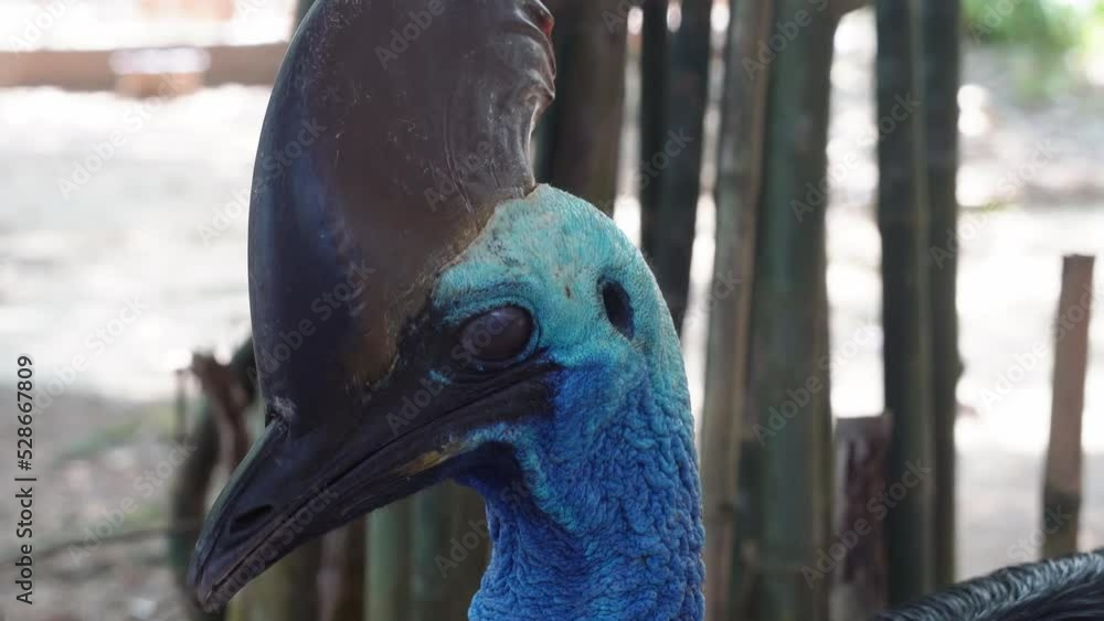 Curious southern cassowary, casuarius casuarius with horn-like casque ...
