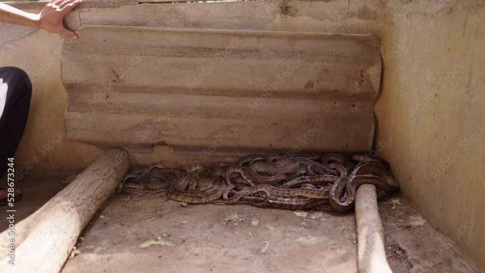 Man's hand lift up the shed to show a swarm of many snakes in the ...
