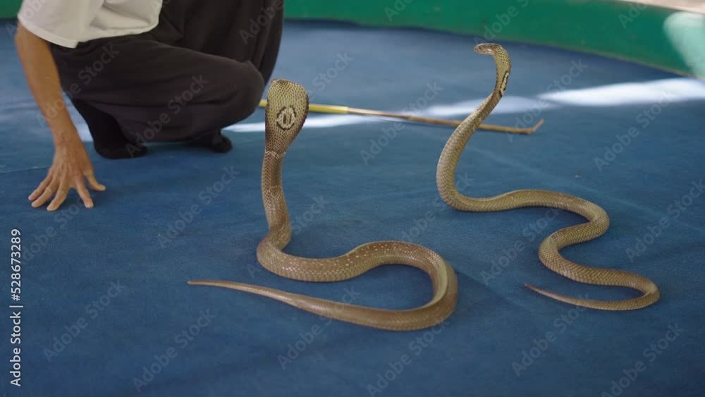 Charmer man training two Thai cobra snakes on a blue stage floor ...