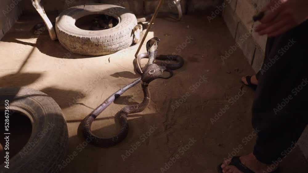 Man handler training touching body of Thai cobras which spread hood ...
