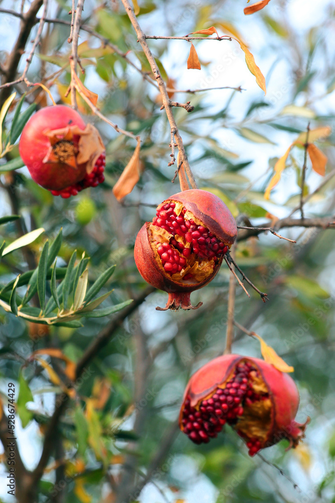 Pomegranates can split open when they are ripe, but splitting and ...