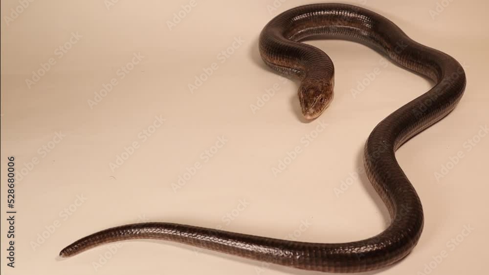 European glass lizard isolated on a white background. Not snake ...