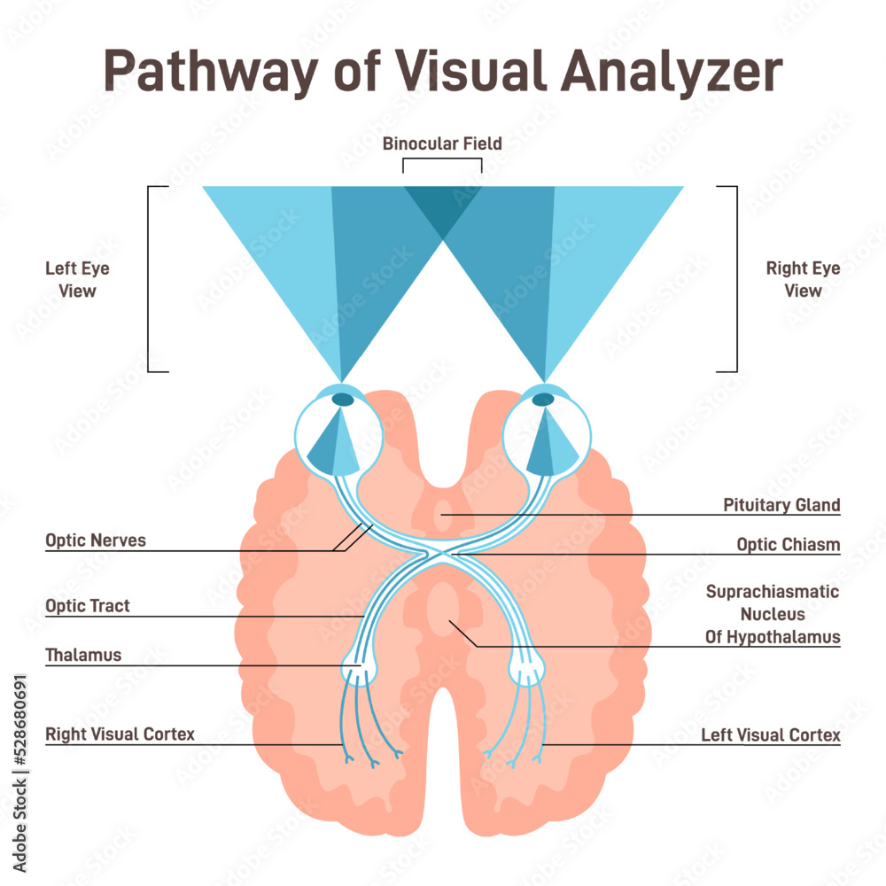 Visual Pathway Human Eye And Brain Anatomical Connetion With Optic