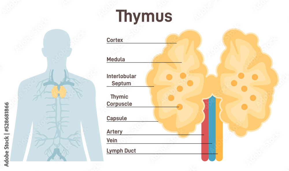 Thymus Anatomy Thymus: Anatomy, Histology And Function | Kenhub