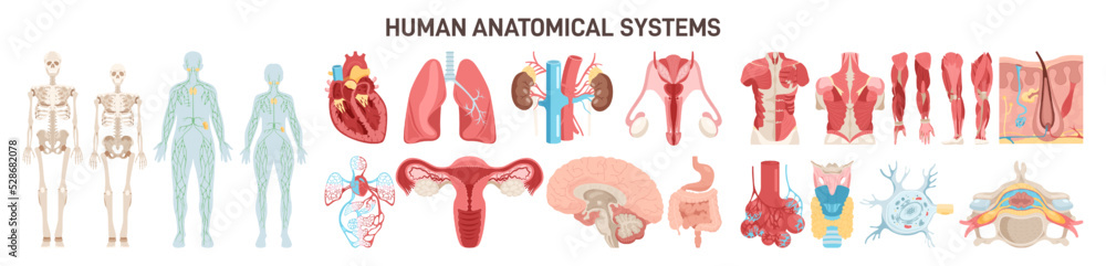 Human body different anatomical systems organs and structures. Stock ...