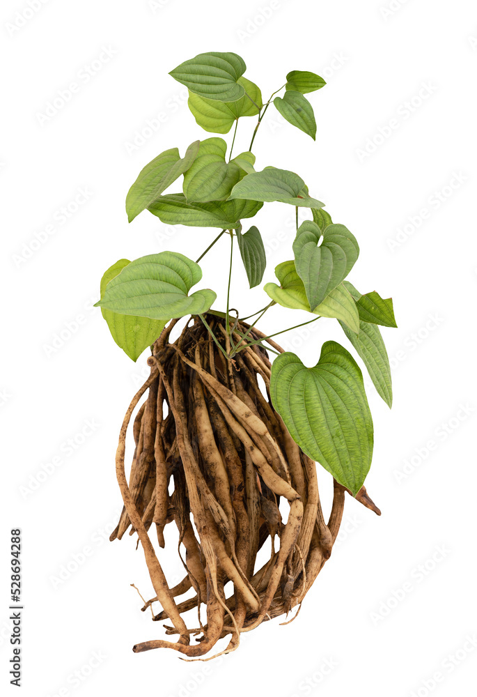 Stemona tuberosa roots and leaf isolated on white background with ...