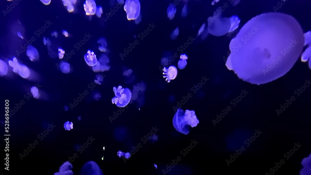 Video Stock JELLYFISH ZOOM. Luminous jellyfish small and large swim in ...