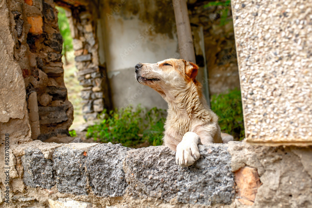 Abandoned animals on the streets of a ruined city, stray dogs near ...