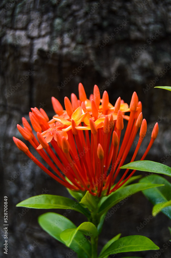 Pohon Asoka or Ixora, Other common names include viruchi, kiskaara ...