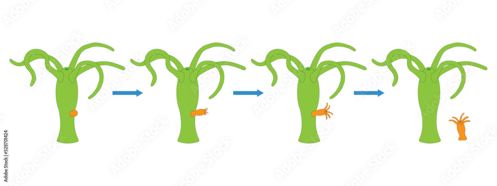 Hydra Plant Reproduction