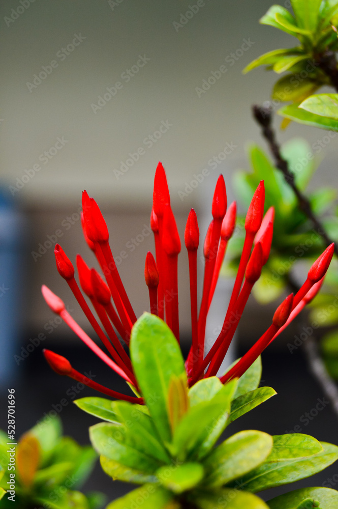 Pohon Asoka or Ixora, Other common names include viruchi, kiskaara ...