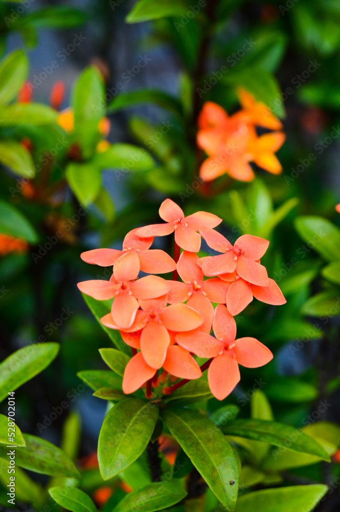 Pohon Asoka or Ixora, Other common names include viruchi, kiskaara ...