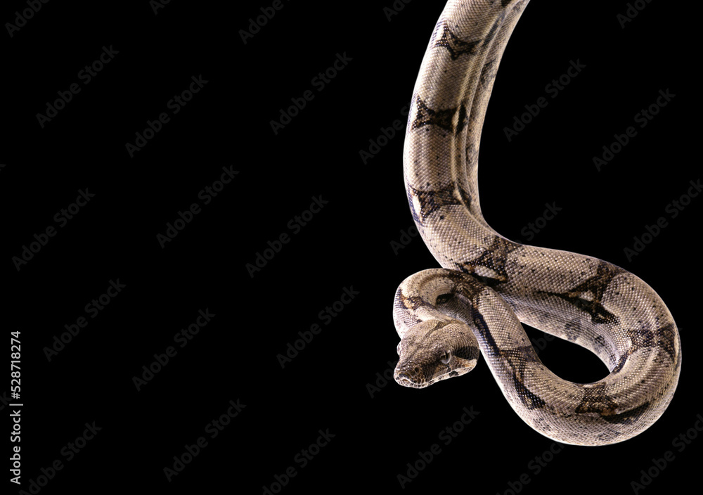 The boa constrictor, also called the red-tailed boa or the common boa ...