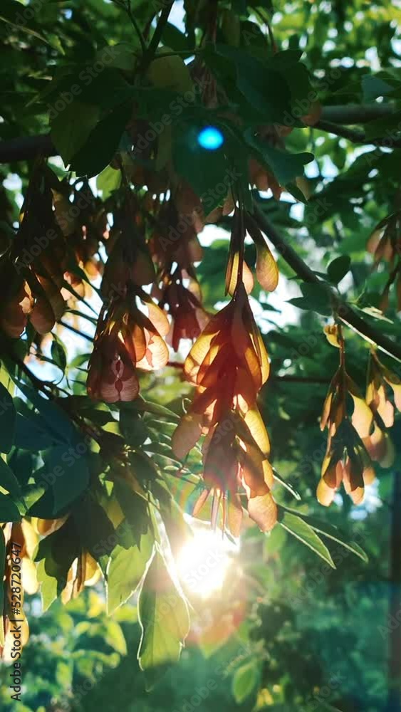 Sun shine through green ash leaves and seeds of tree at dawn sunset in ...