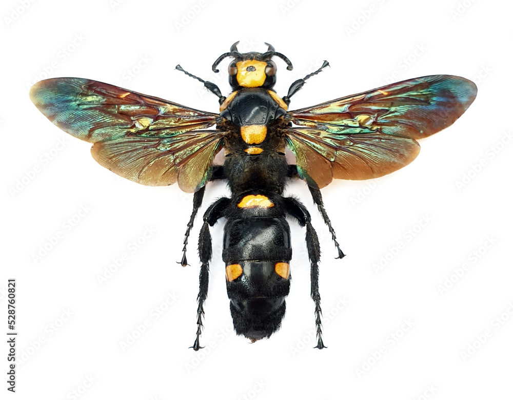 Megascolia procer sarawakensis (female) Large Insect, Predator Wasps in ...