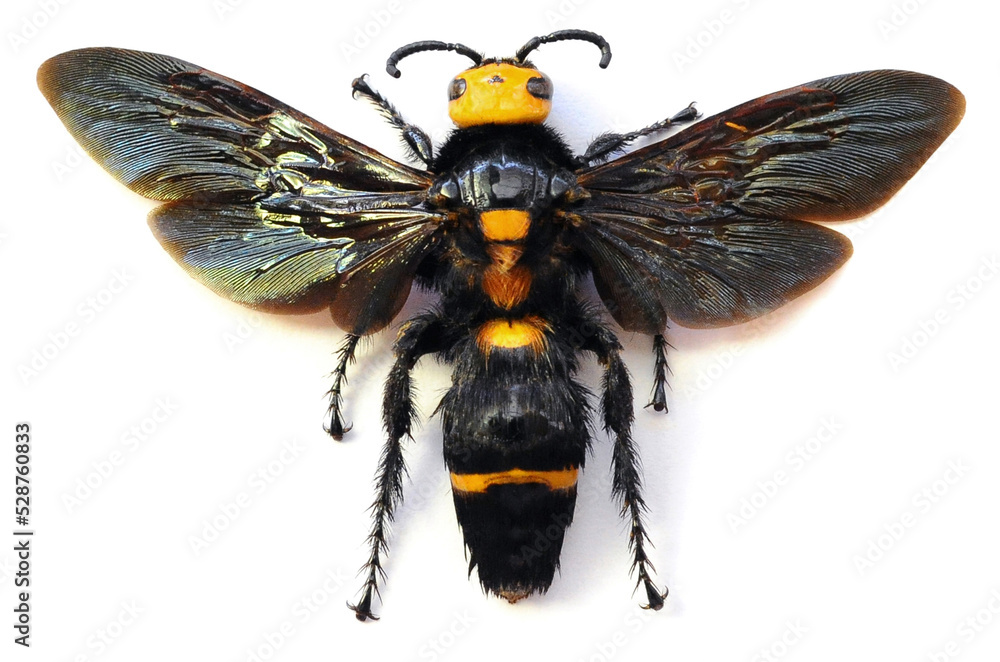 Megascolia speciosa (female) Large Insect, Predator Wasps in White ...