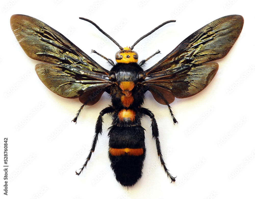 Megascolia speciosa (male) Large Insect, Predator Wasps in White ...