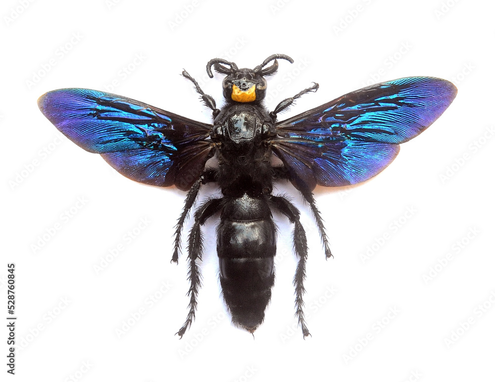 Megascolia velutina ducalis female Large Insect, Predator Wasps in ...