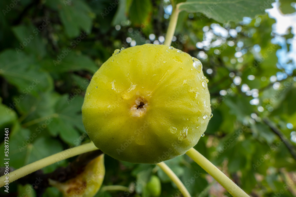 Entre folhas um figo branco na figueira já maduro. Figo branco pingo de ...