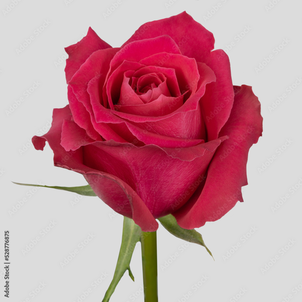 red rose head with stem and leaf, detail of the petals, natural passion ...