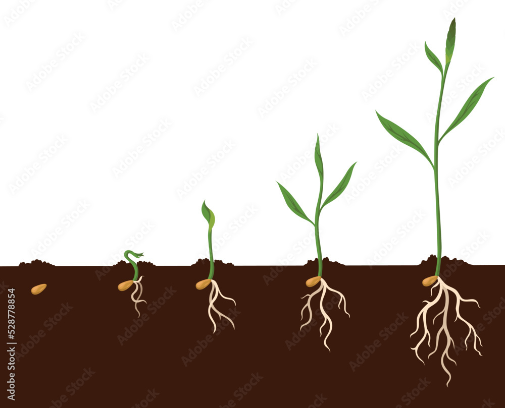 Growth process steps. Seeds sprout in ground. Steps sequence of ...