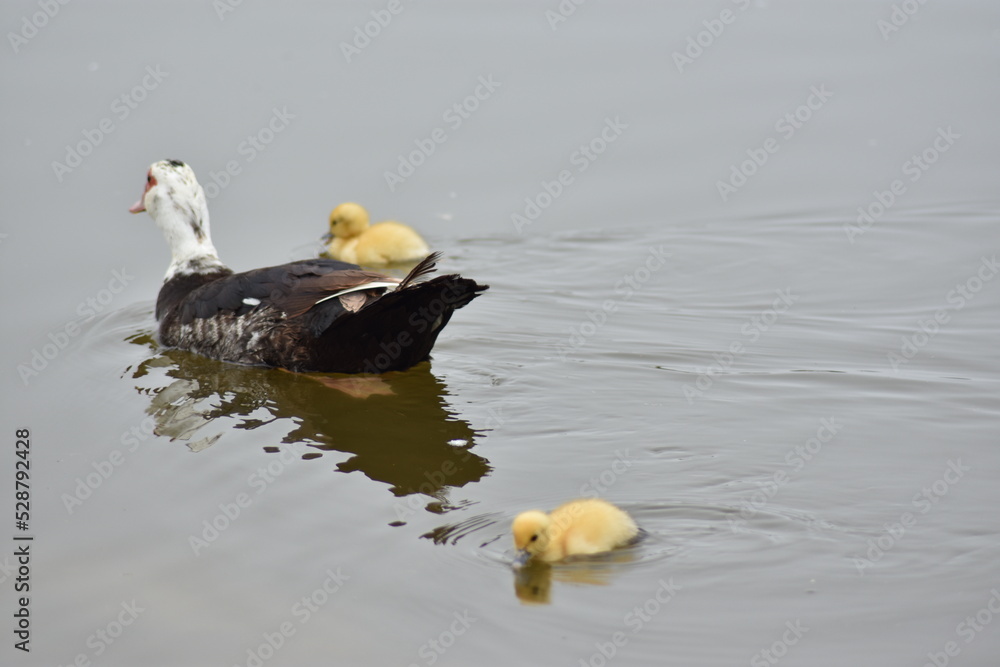 Pata criolla nadando con sus patitos Stock Photo | Adobe Stock