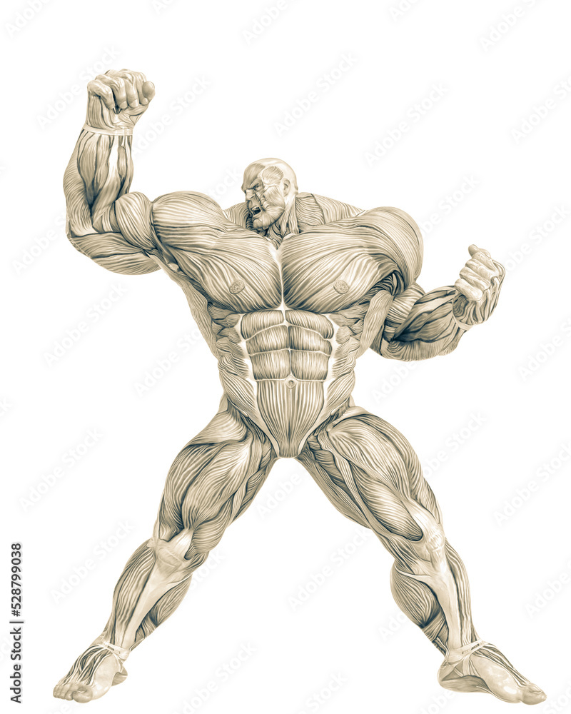 muscle maps of a strong man doing a super power pose ilustração do ...